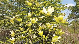 Tree a Week: Magnolia ‘Lemon Star’ | HortWeek