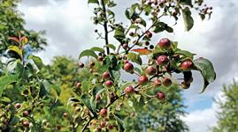 Tree a Week - Malus ‘Wedding Bouquet’ AGM | HortWeek