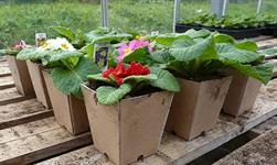 Merlin Growers launch recyclable plant pot | HortWeek