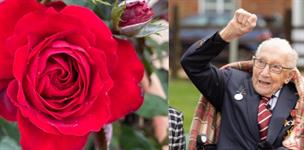 Captain Tom Rose generates biggest interest in 35 years of rose selling ...