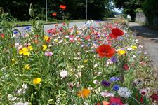 Roadside meadows "attract a hundred letters of praise a year"
