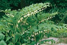 Polygonatum | HortWeek