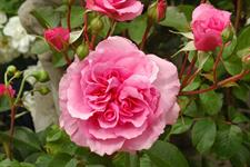 Peter Beales launches two roses for Chelsea | HortWeek