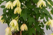 Clematis takes the RHS Chelsea new plant award for 2016 | HortWeek