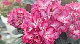 New Plants Radar - Devastating Dahlias | HortWeek