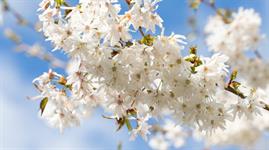 Frank P Matthews' Prunus 'Starlight' shortlisted for RHS Plant of the ...