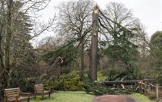 Storm Eowyn's destructive winds cause widespread tree damage | HortWeek
