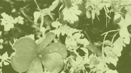 'Obscene waste' caused by supermarket plant care standards leads to ...