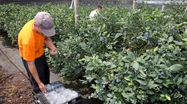 UK blueberry production grows by one-sixth UPDATED | HortWeek