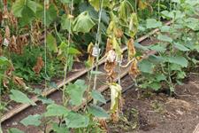 Wilt: how to help prevent and treat wilt on ornamentals crops | HortWeek