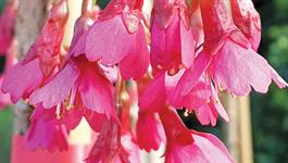 Tree a Week: Prunus ‘First Lady’ | HortWeek