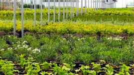 Adjuvants: crops will benefit if the right adjuvants are added to the ...