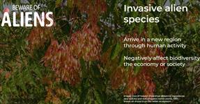 Beware of aliens: Take action to tackle rise of invasive species ...