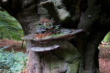 City of London gets behind ancient tree protection | HortWeek