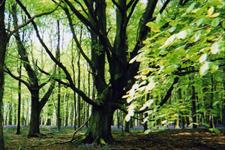 Southern England's beeches "most at risk from climate change" | HortWeek