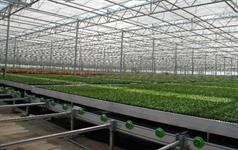 Bridge Farm Group optimistic for 2022 | HortWeek