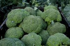 Genetic basis for broccoli maturity timing identified | HortWeek