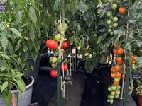 Burpee and Pennard win gold at Chelsea | HortWeek