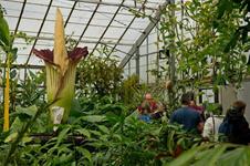 RBG Edinburgh prepares for visitor surge as its titan arum nears ...