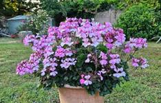 Syngenta release new Calliope | HortWeek