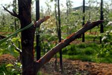 EAMU for Cuprokylt provides timely control against fruit tree canker ...