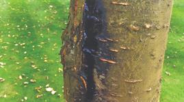 Bacterial and fungal cankers: how growers can identify, prevent and ...