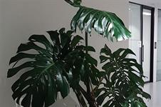 Retro houseplants go mainstream | HortWeek