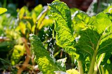 Hot water seed treatment shows multiple crop benefits | HortWeek