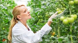 Tomato disease: tracking ToBRFV with growers using diagnostics | HortWeek