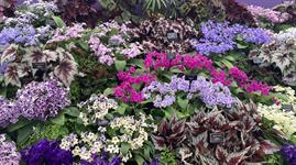 Peat view from four Chelsea growers | HortWeek