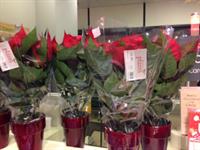 Waitrose Christmas tree sales up by 4.5 per cent | HortWeek