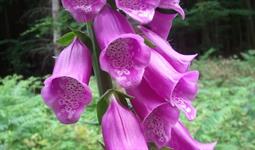 RHS establishes link between dense garden plantings and invertebrate ...