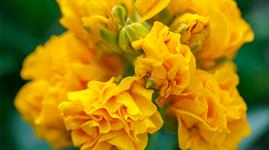 Erysimum Taffeta Series launched at Chelsea | HortWeek