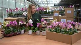 Horti House springboards garden centres to UK peat-free indoor plants ...