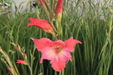 National Plant Collection status awarded to eight growers | HortWeek