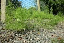 Progreen to launch new Kurtail Gold herbicide | HortWeek