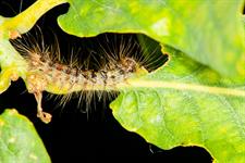 Tree officers group issues advice on OPM outbreak management | HortWeek