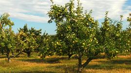 Pests recently added to Defra's plant health risk register | HortWeek