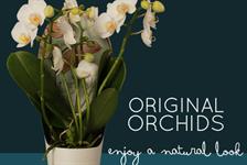 Orchids developments on show | HortWeek