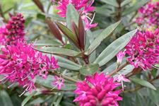 Nursery growers reveal top Pantone colour of the year plants UPDATED ...