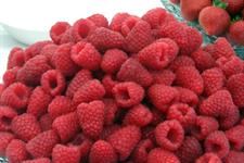 Tesco selling "bumper yield" of raspberries at £1 a punnet | HortWeek
