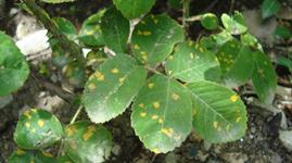 Plant disease alert: rust on roses | HortWeek