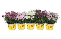 Selecta plans plant launches for IPM Essen | HortWeek