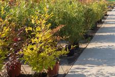 Cost of imported trees soars by as much as 40% | HortWeek