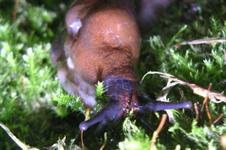 Metaldehyde slug control ban announced by Defra | HortWeek