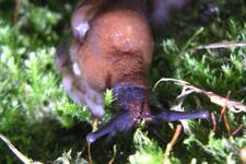 Slug damage reported | HortWeek
