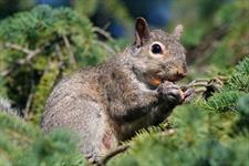 Defra and Forestry Commission unveil multi-pronged attack on woodland ...