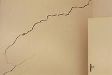 Tree-related subsidence is at root of council's biggest payouts | HortWeek