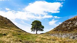 Petition demands ancient tree protection after Sycamore Gap felling ...
