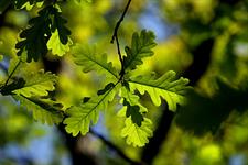 TSB to plant a tree for every new mortgage | HortWeek